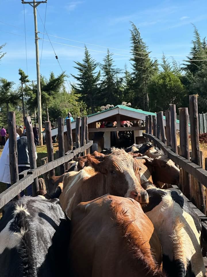 Livestock: Bugar Cattle Dip is now operational after rehabilitation ...